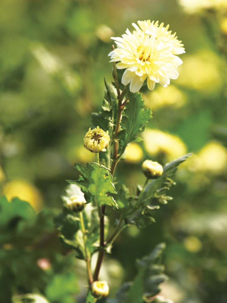 《袖珍中草药彩色图谱》
