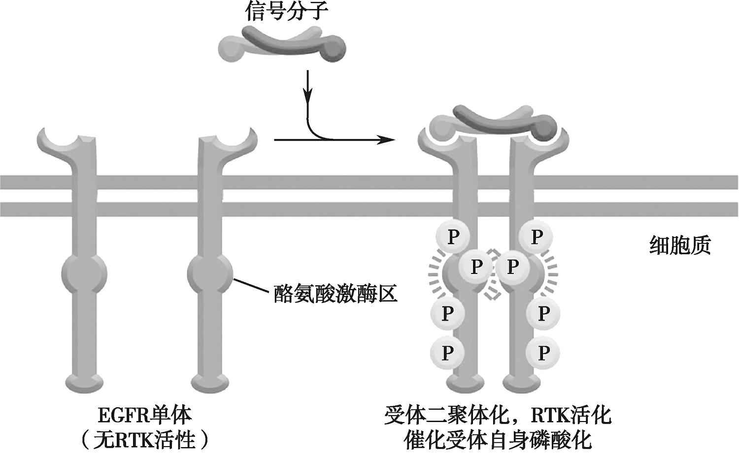 《肺癌生物靶向治疗（第2版）》